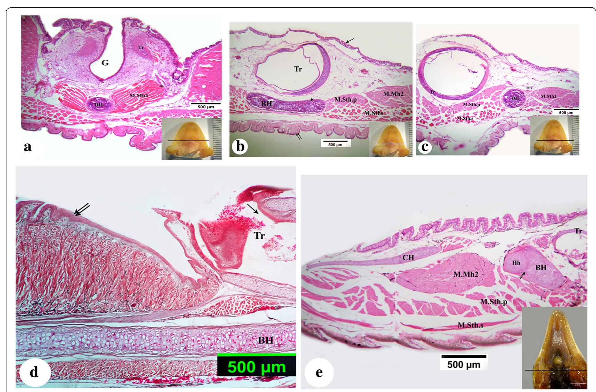 A—c photomicrograph of serial transverse section through the