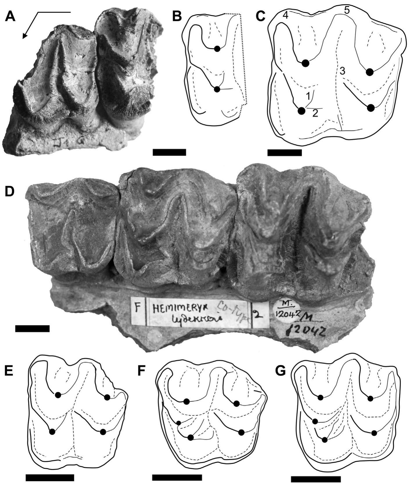 (a-g) occlusal morphology of upper molars. (a) left m1-2/ of