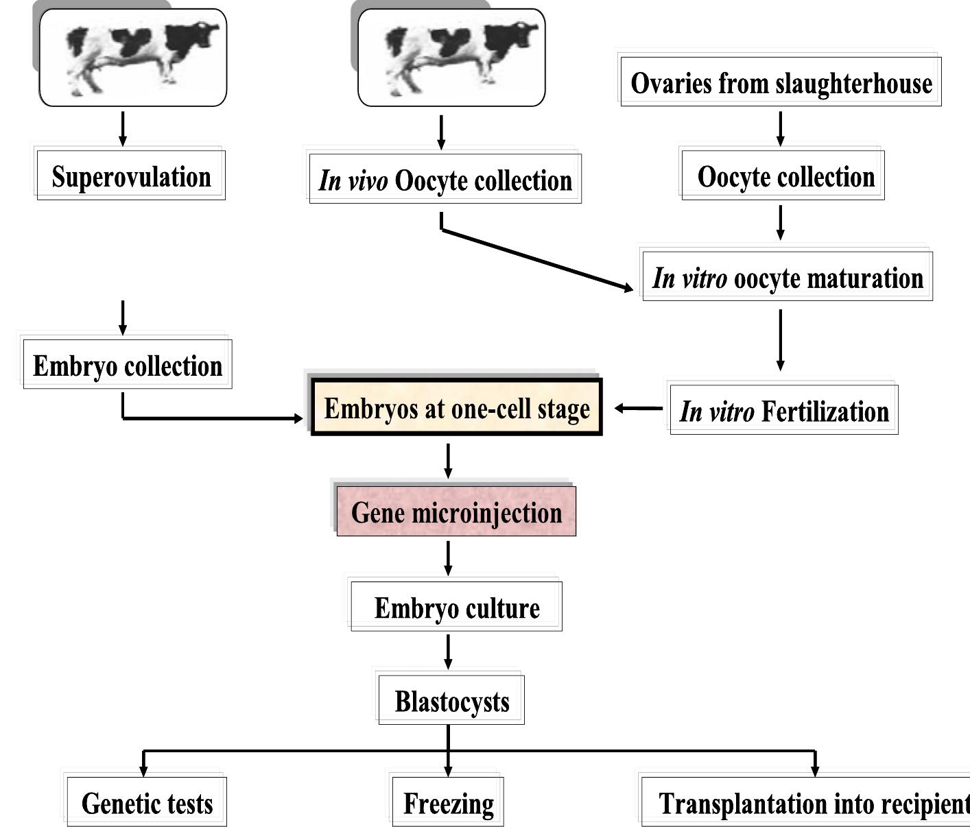 Showing the pronuclear dna microinjection technique in cow