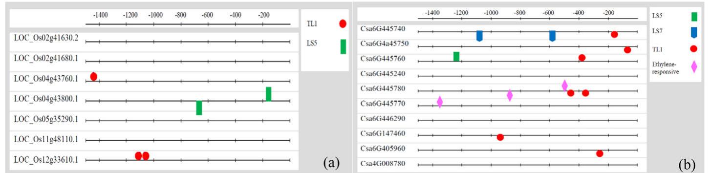 The feature-maps show location of putative motifs in