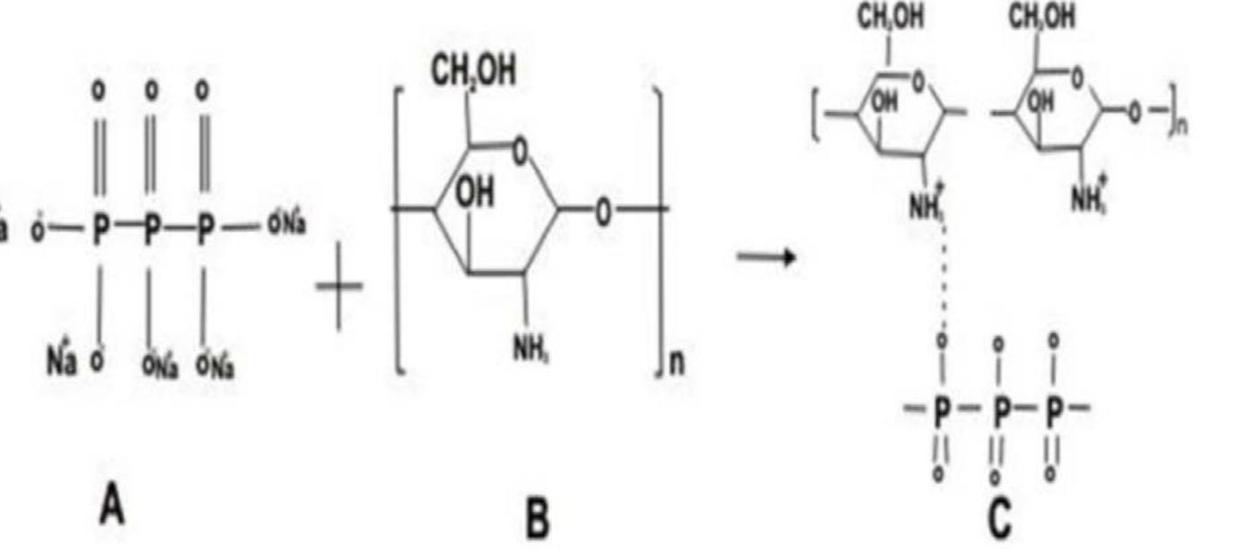 Schematic diagram of the functional structure of chitosan