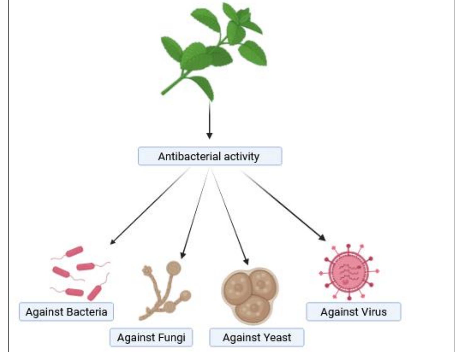 (PDF) Antimicrobial activity of mint: An overview