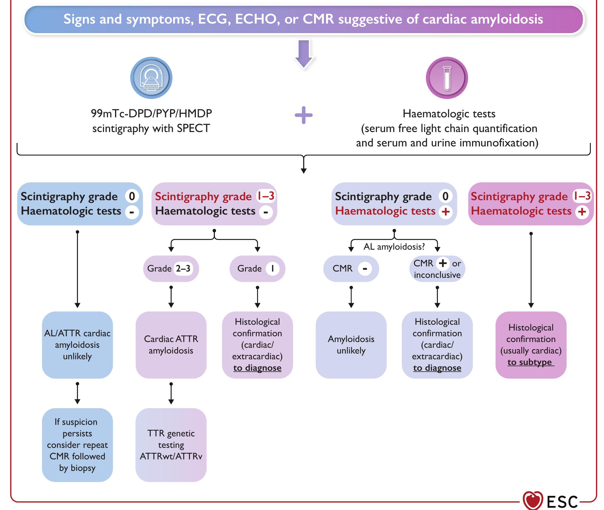 Diagnosis of cardiac amyloidosis. al, amyloid light chain;