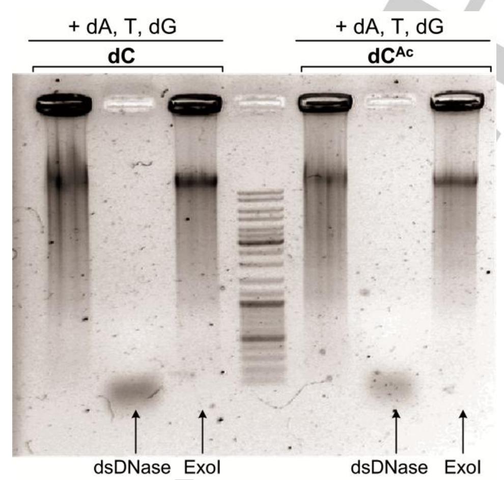 An agarose gel analysis of an amplified puc19 dna by phi29