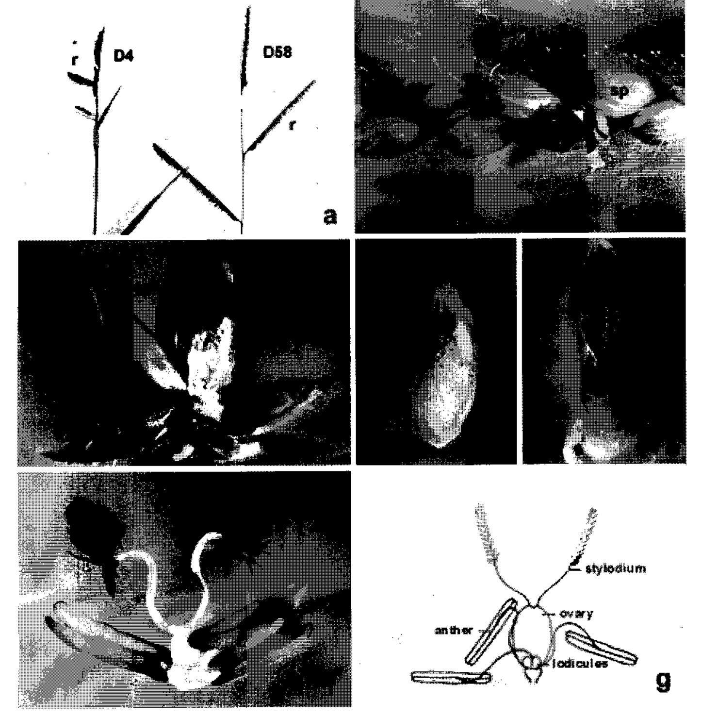 A, inflorescence of brachiaria decumbens sexual (d4) and