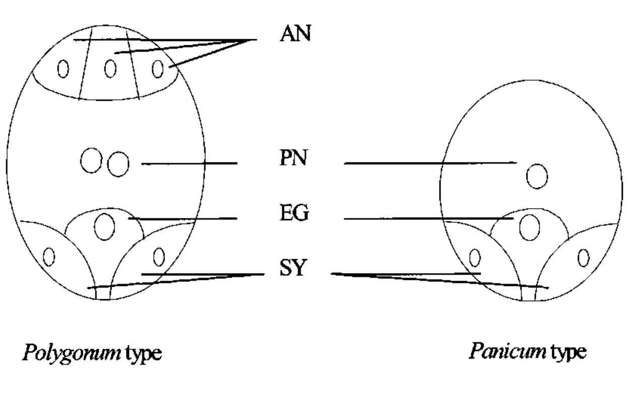 Schematic representation of an ovule showing a polygonum