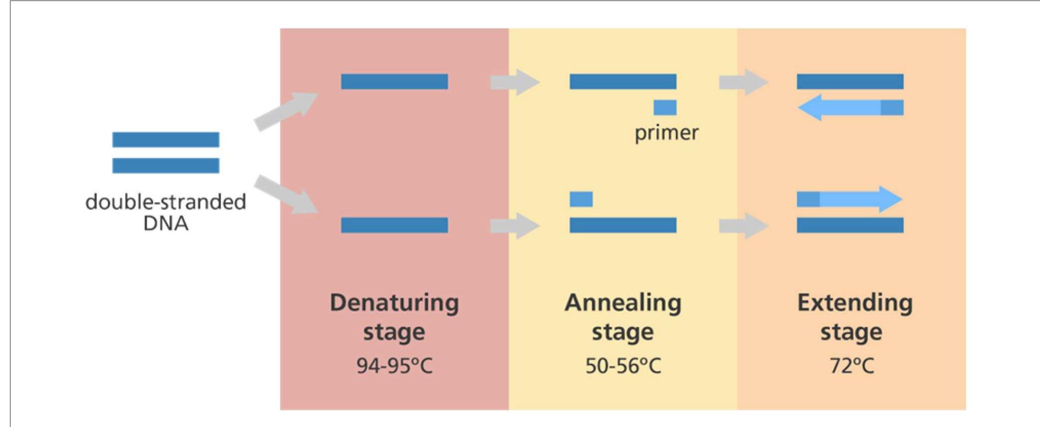 Polymerase chain reaction (pcr). a typical schematic