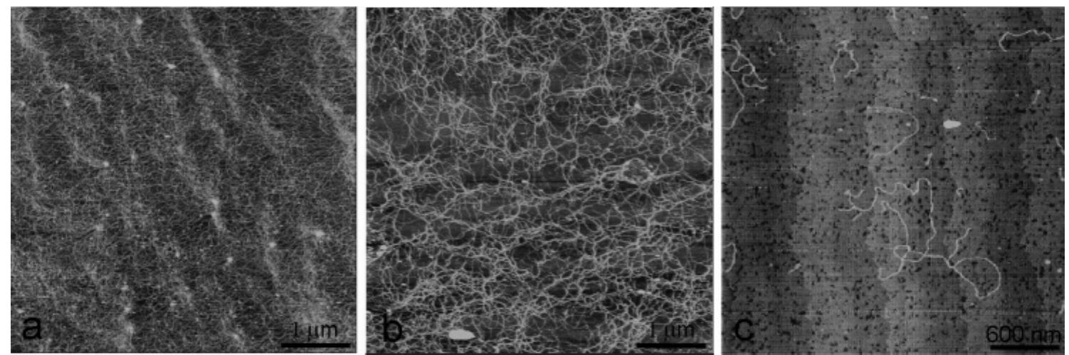 Atomic force microscopy (afm) images of mica surfaces