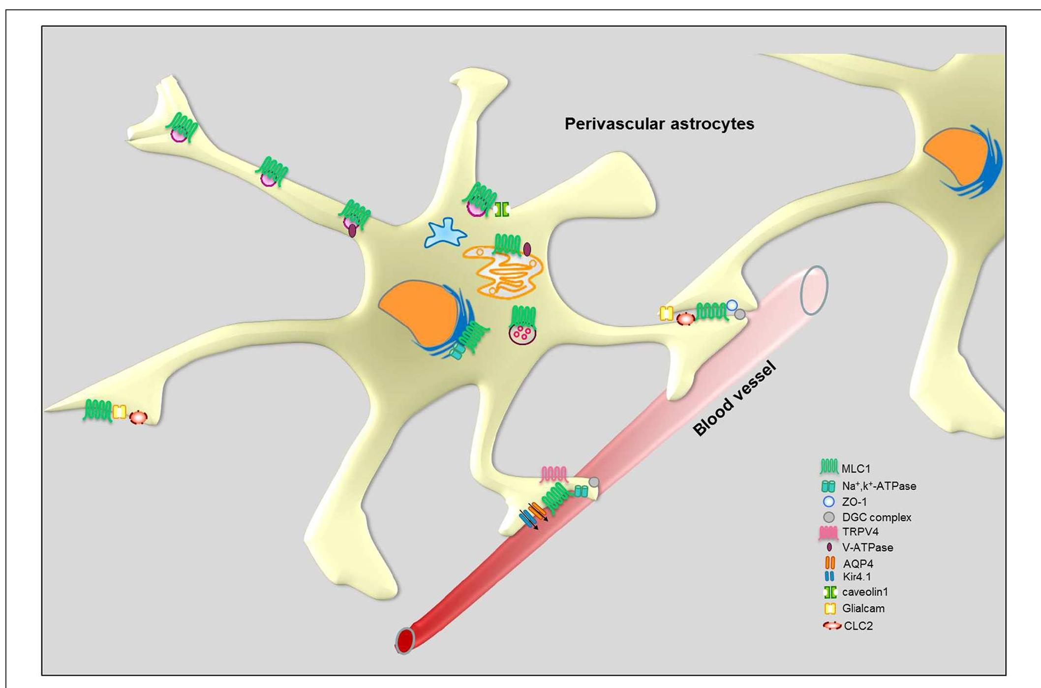 Figure 5 - from MLC1 protein: a likely link between