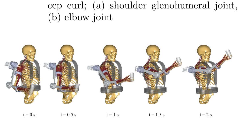 Simulation study of the human-exoskeleton system during the