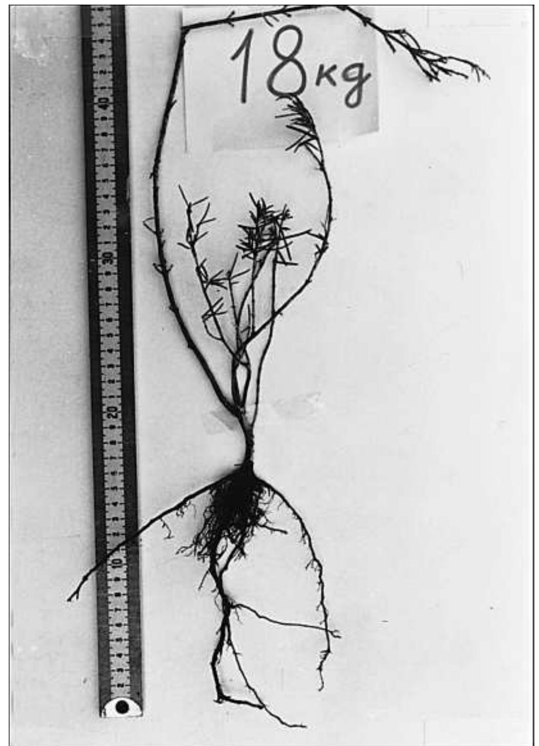 Alfalfa roots after pull-out, showing main and supplementary