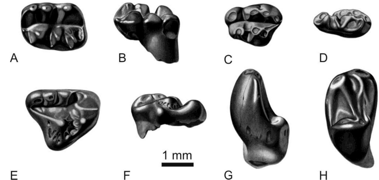 E-f, right m2 (also shown in text-fig. 6.3a a) in: e,