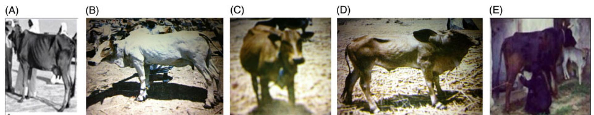 Ancient images of saudi arabian zebu indigenous cattle (a)