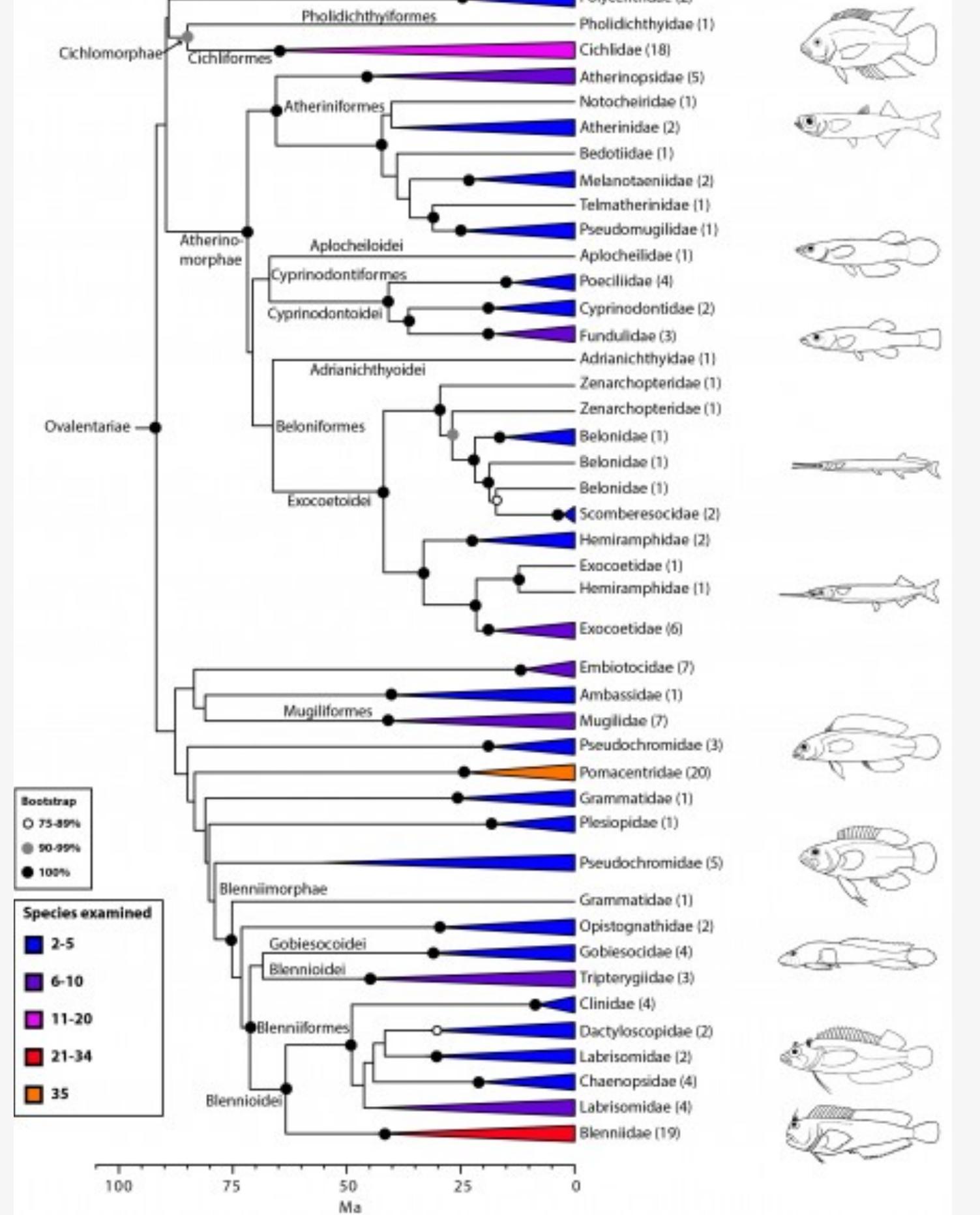 Figure 8 - The Tree of Life and a New Classification of Bony