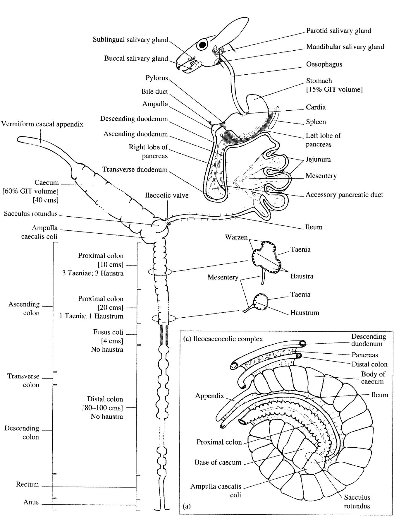 Figure 1 - from Rabbit gastrointestinal physiology