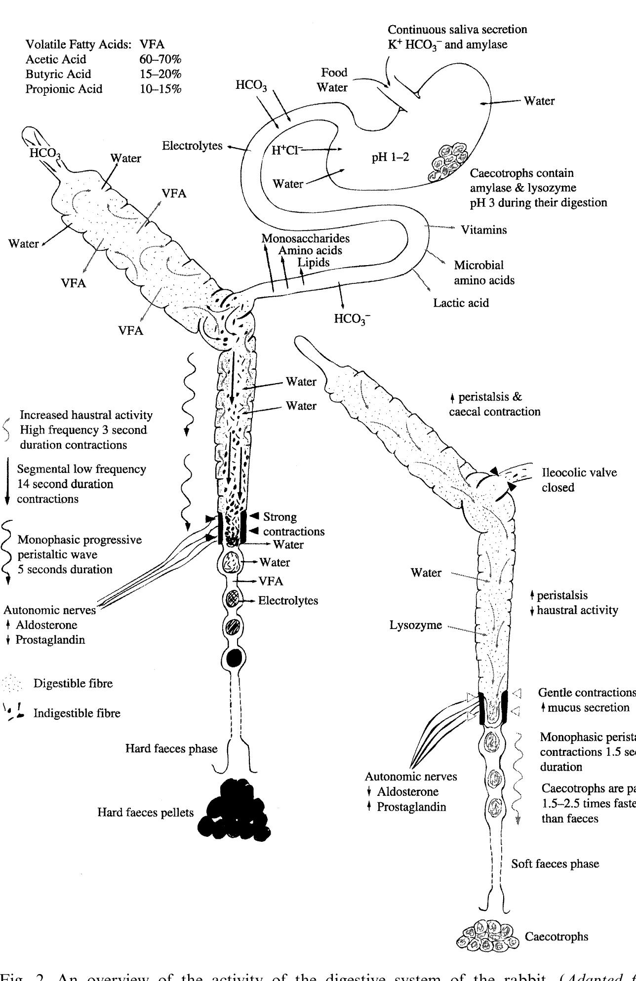 (PDF) Rabbit gastrointestinal physiology