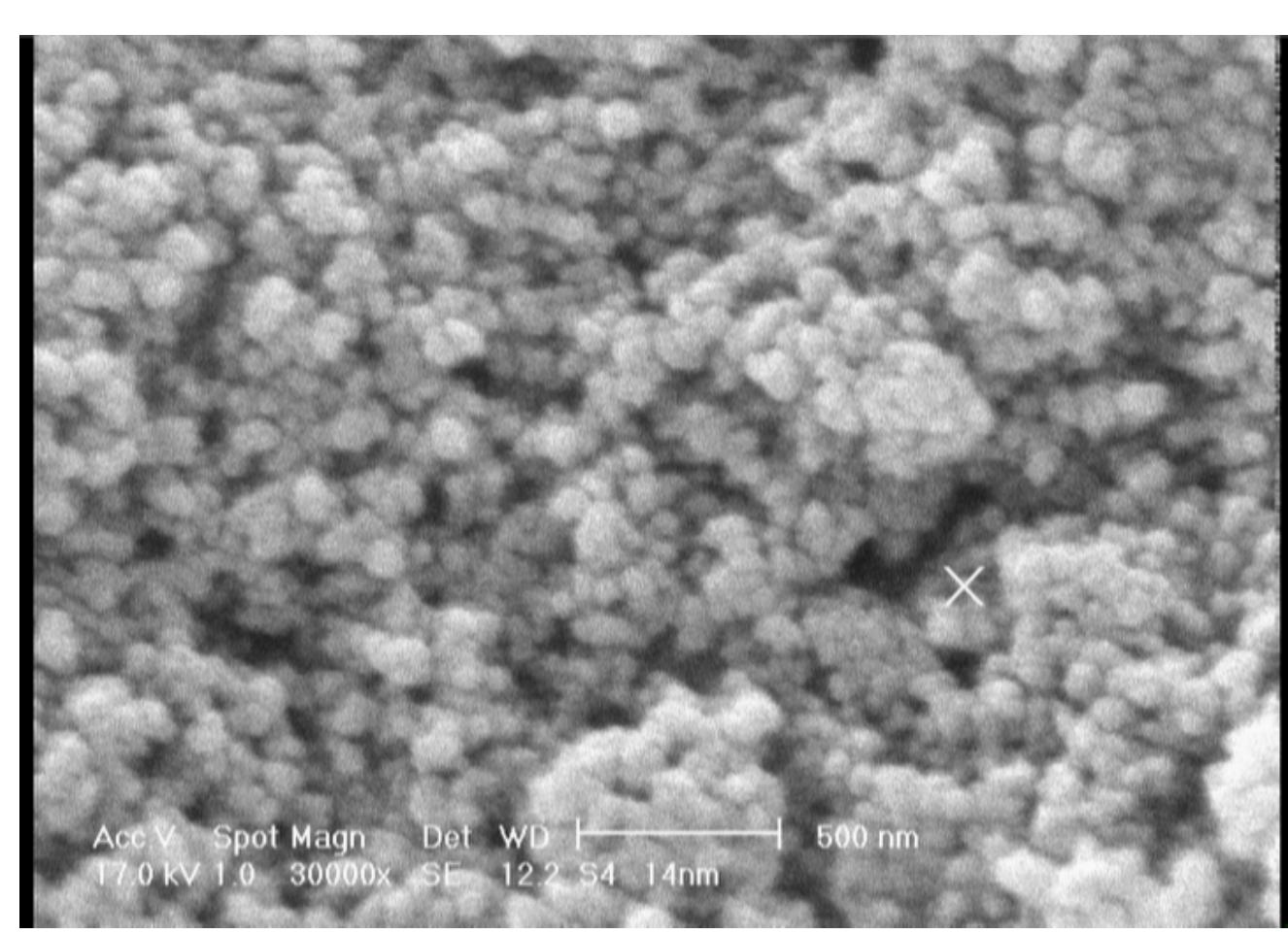 Sem photograph of zn(ii) cysteine complex after hydrothermal