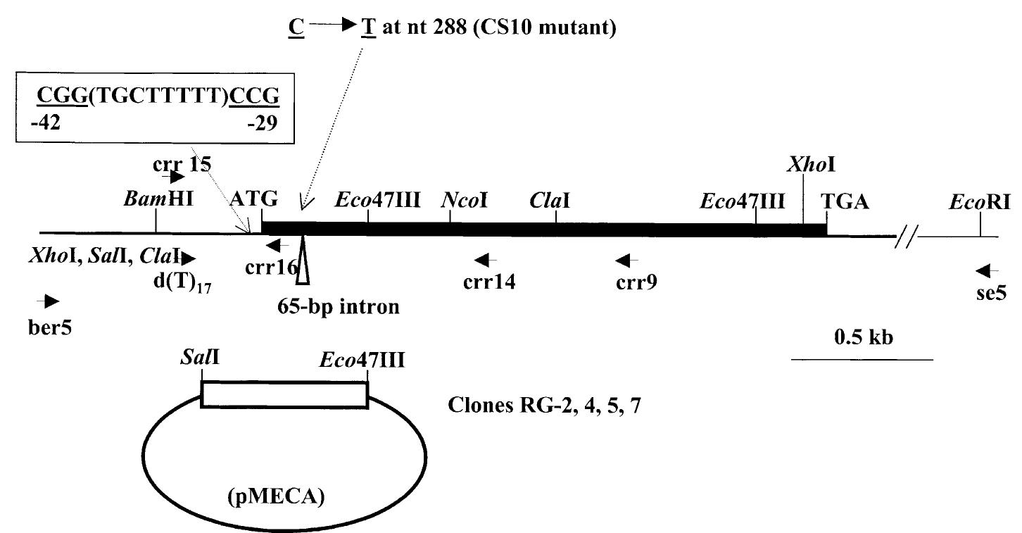 Schematic illustration of the crg/ gene identified in the