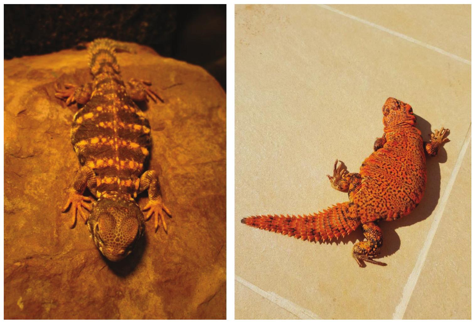 Different color of the skin in the saharan uromastyx