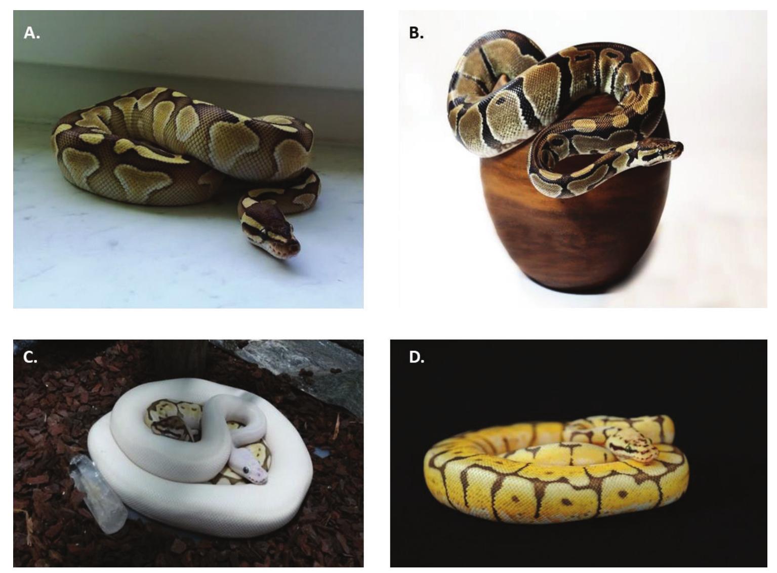 A portrait of different patterns, colors, and morphs of ball