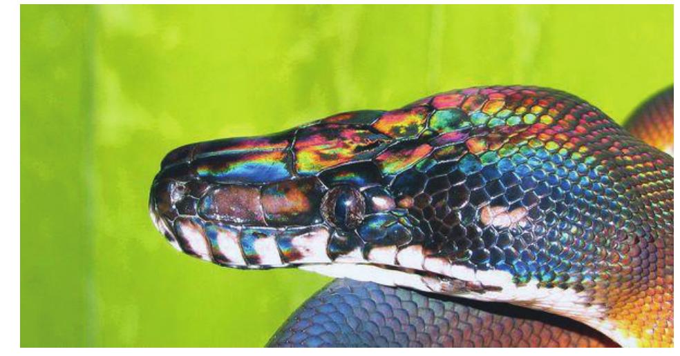 Gee iridescence in white-lipped python (liasis albertisti)