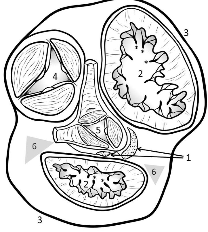 (PDF) Anatomy, histology, development and functions of Ossa cordis : A ...