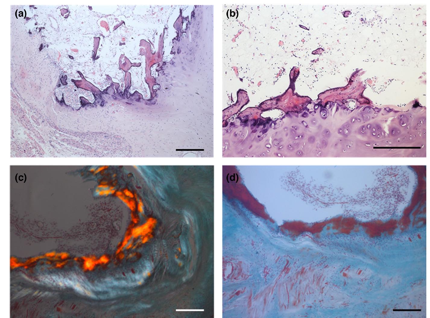 (PDF) Anatomy, histology, development and functions of Ossa cordis : A ...
