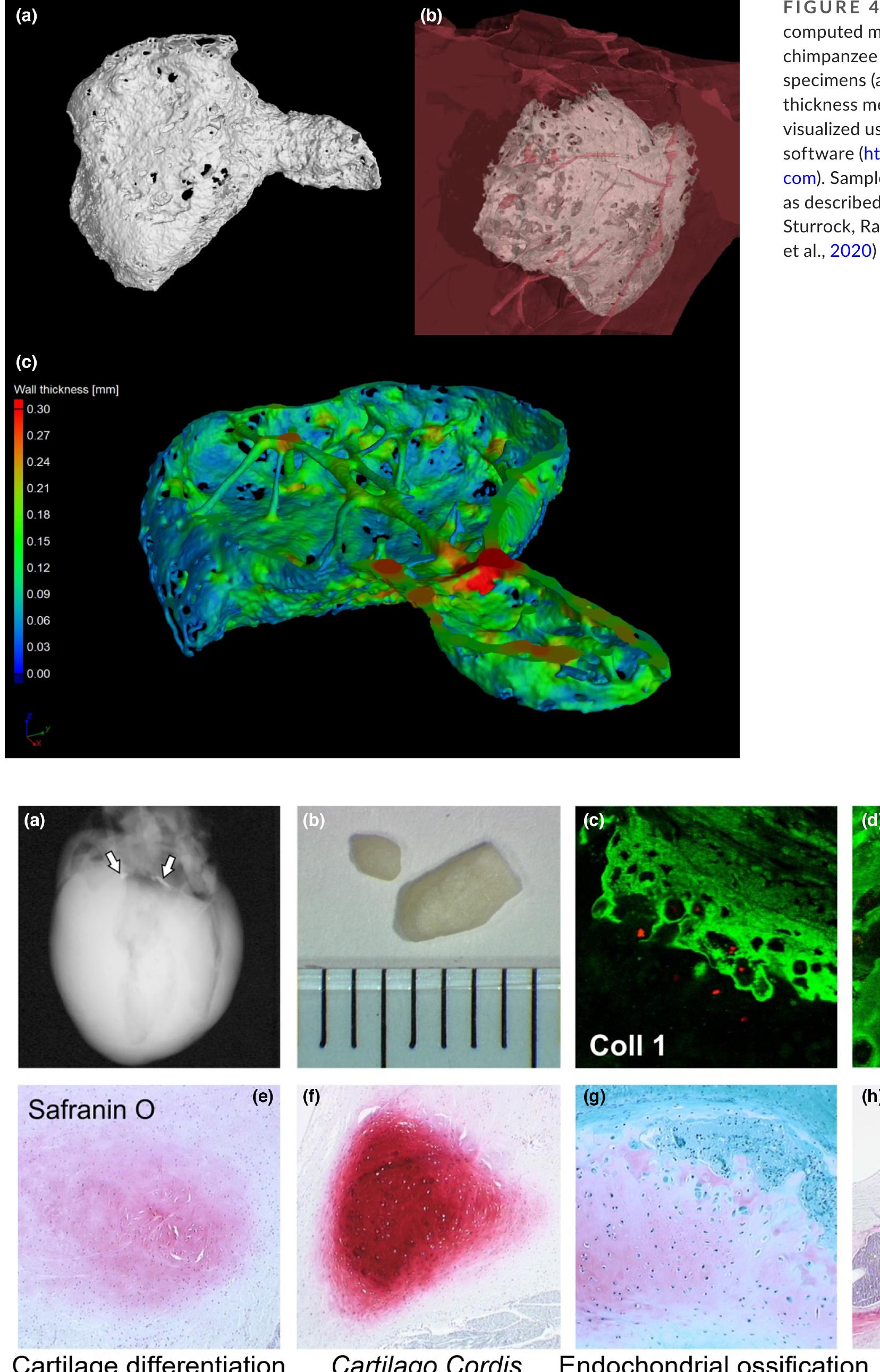 (PDF) Anatomy, histology, development and functions of Ossa cordis : A ...