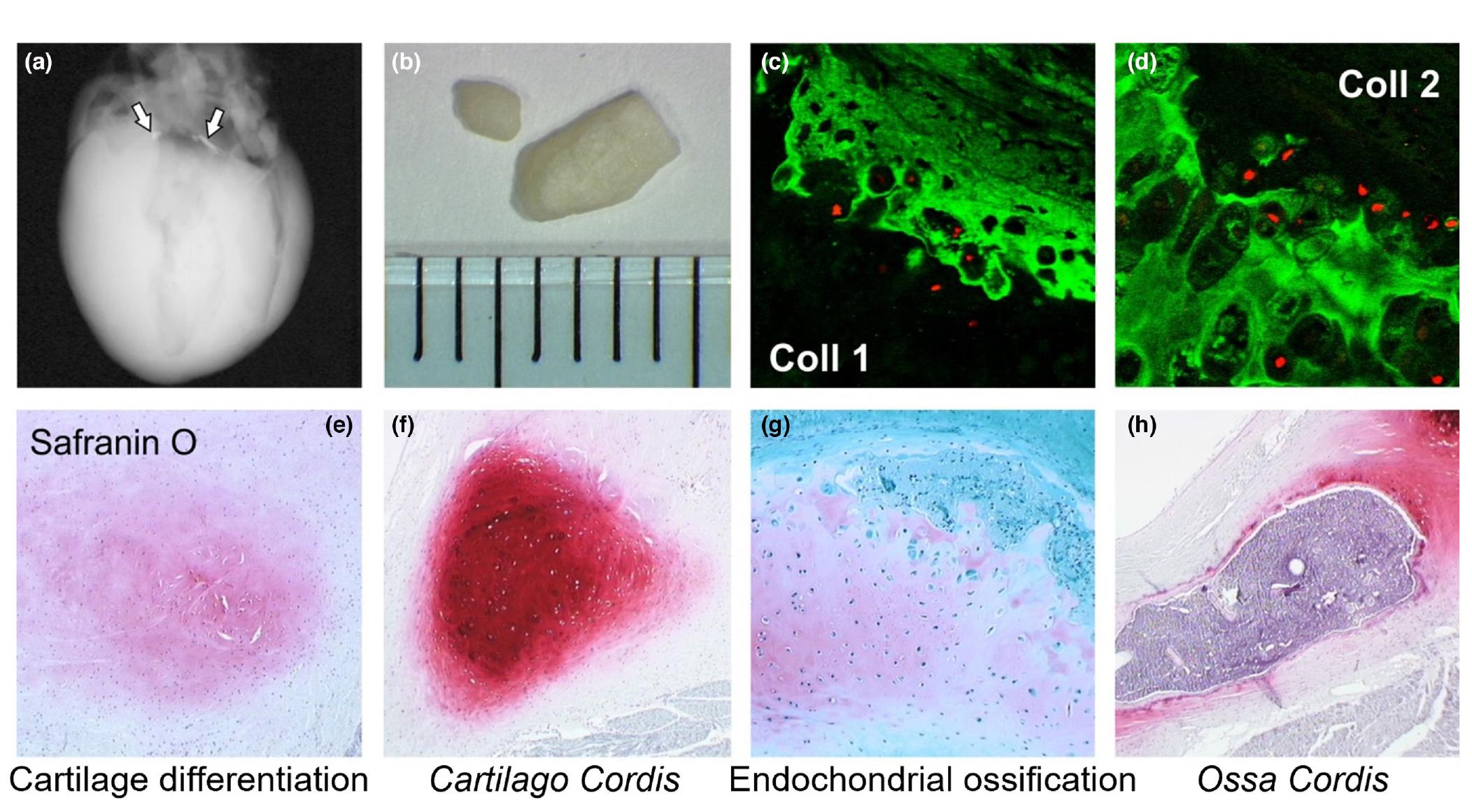 (PDF) Anatomy, histology, development and functions of Ossa cordis : A ...