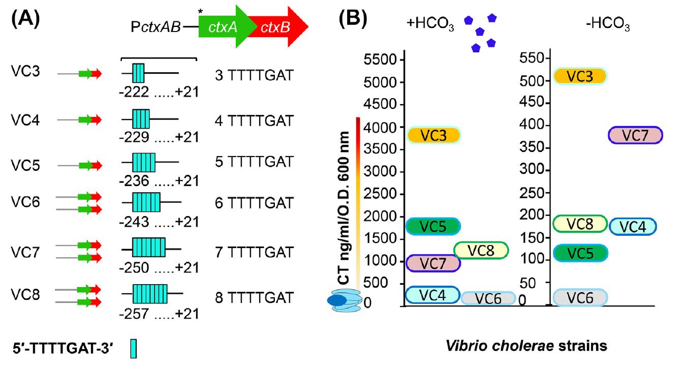 Study of toxin secretion in v. cholerae. (a) pctxab regions
