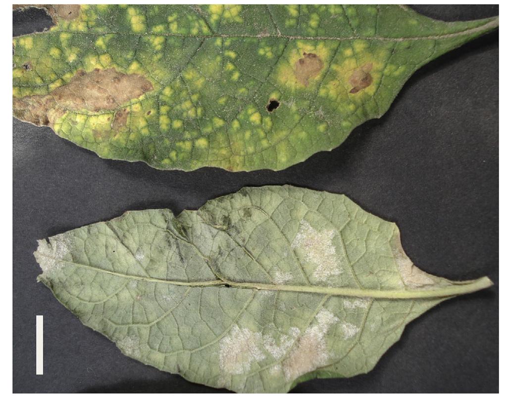 Leveillula buddlejae on buddleja asiatica. symptoms on