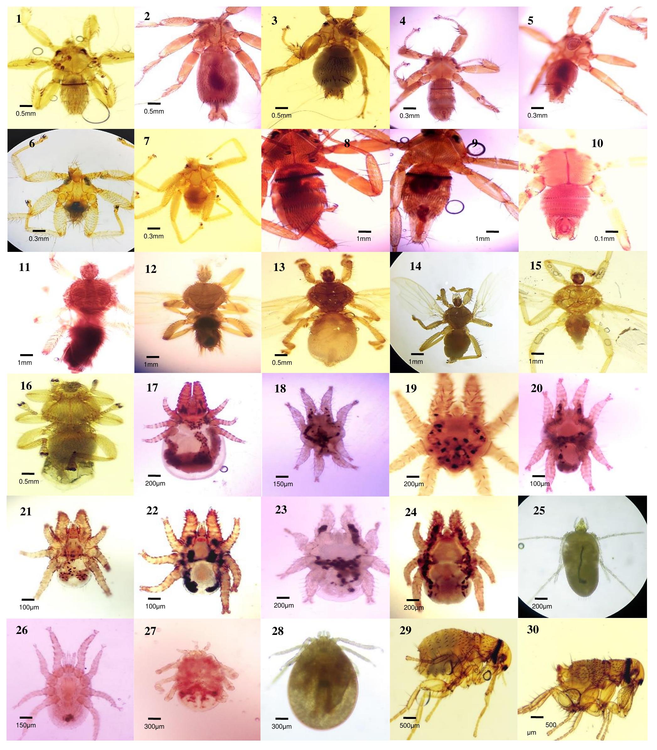 Figure 4 - Diversity of bat ectoparasites from the caves of
