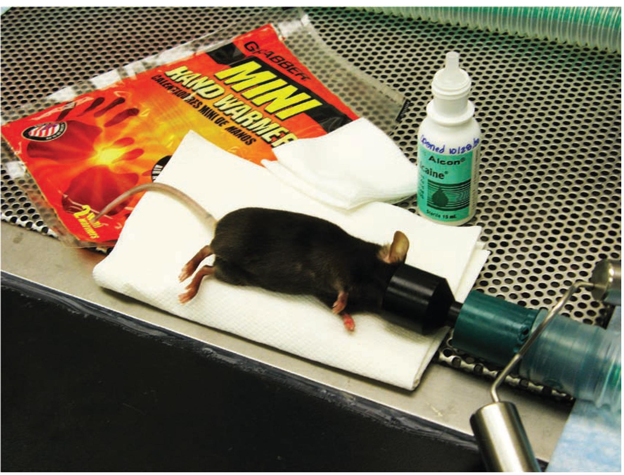 Figure 1 - Retro-orbital injections in mice