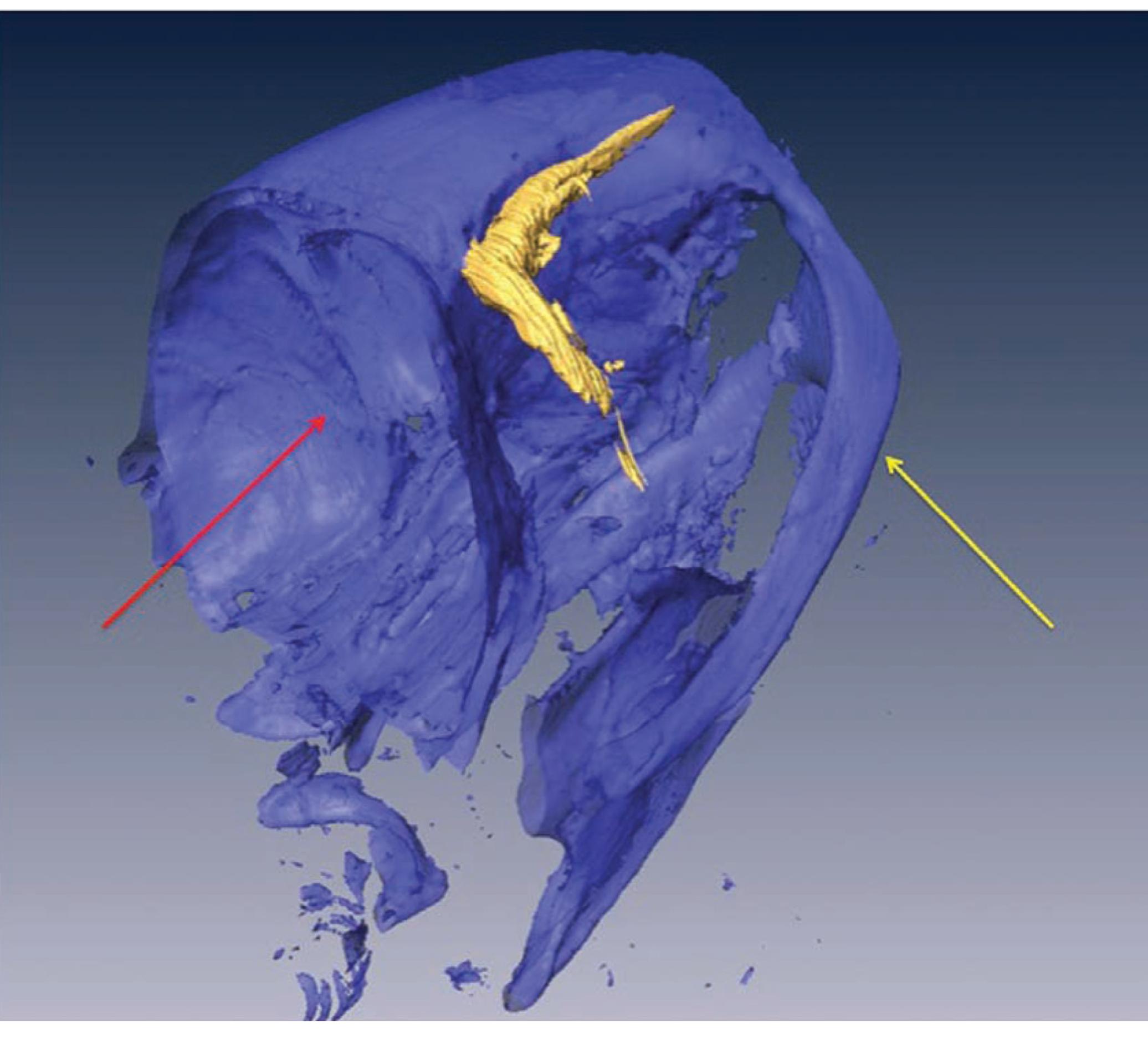 Figure 9 - Retro-orbital injections in mice