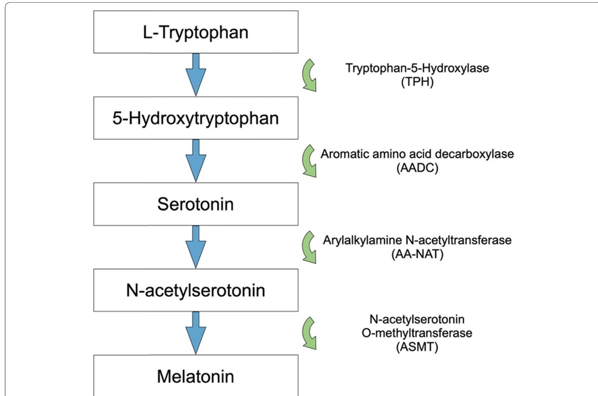 Melatonin Synthesis Pathway Tryptophan Is Hydroxylated By