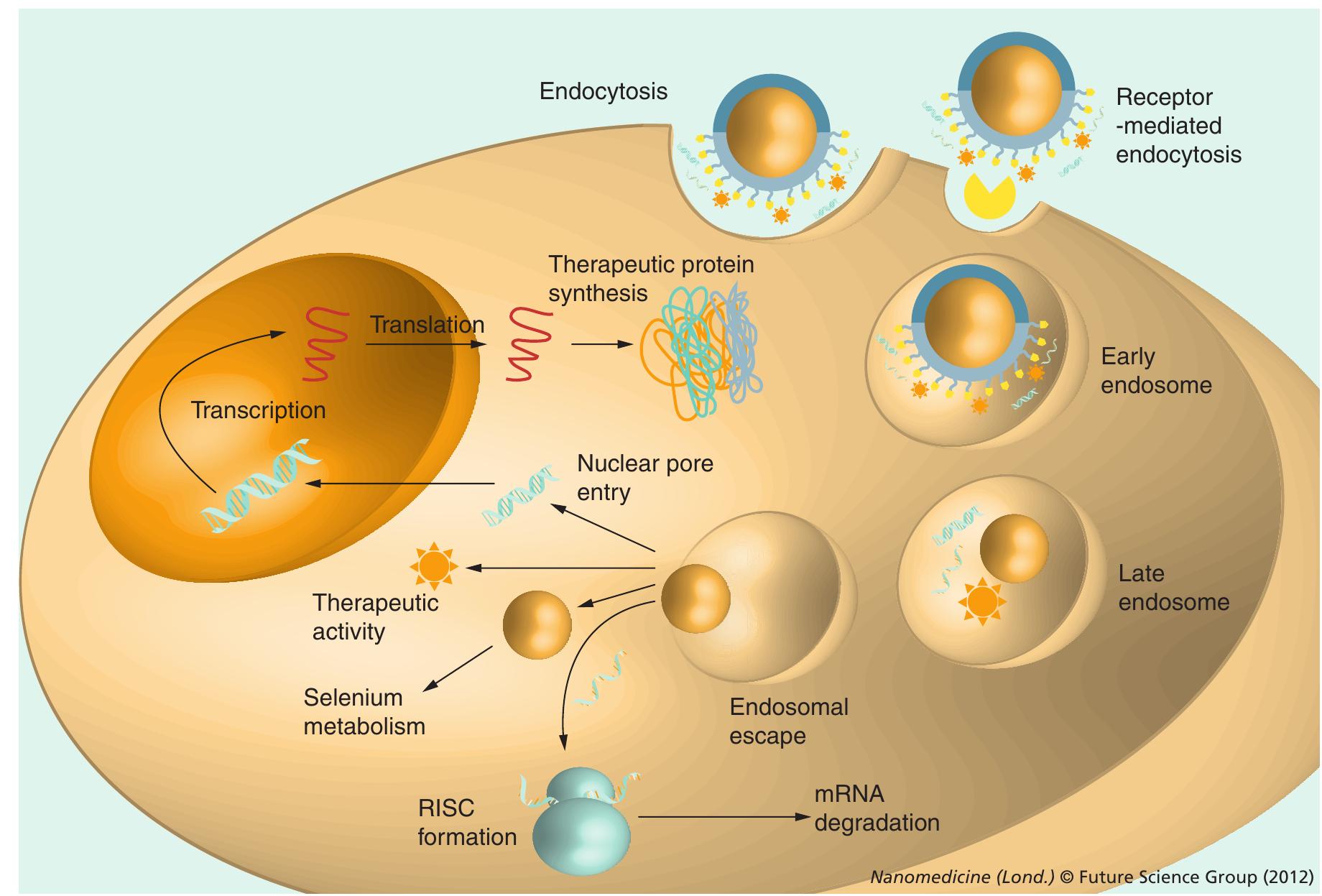 Schematic diagram showing proposed mechanism of gene and