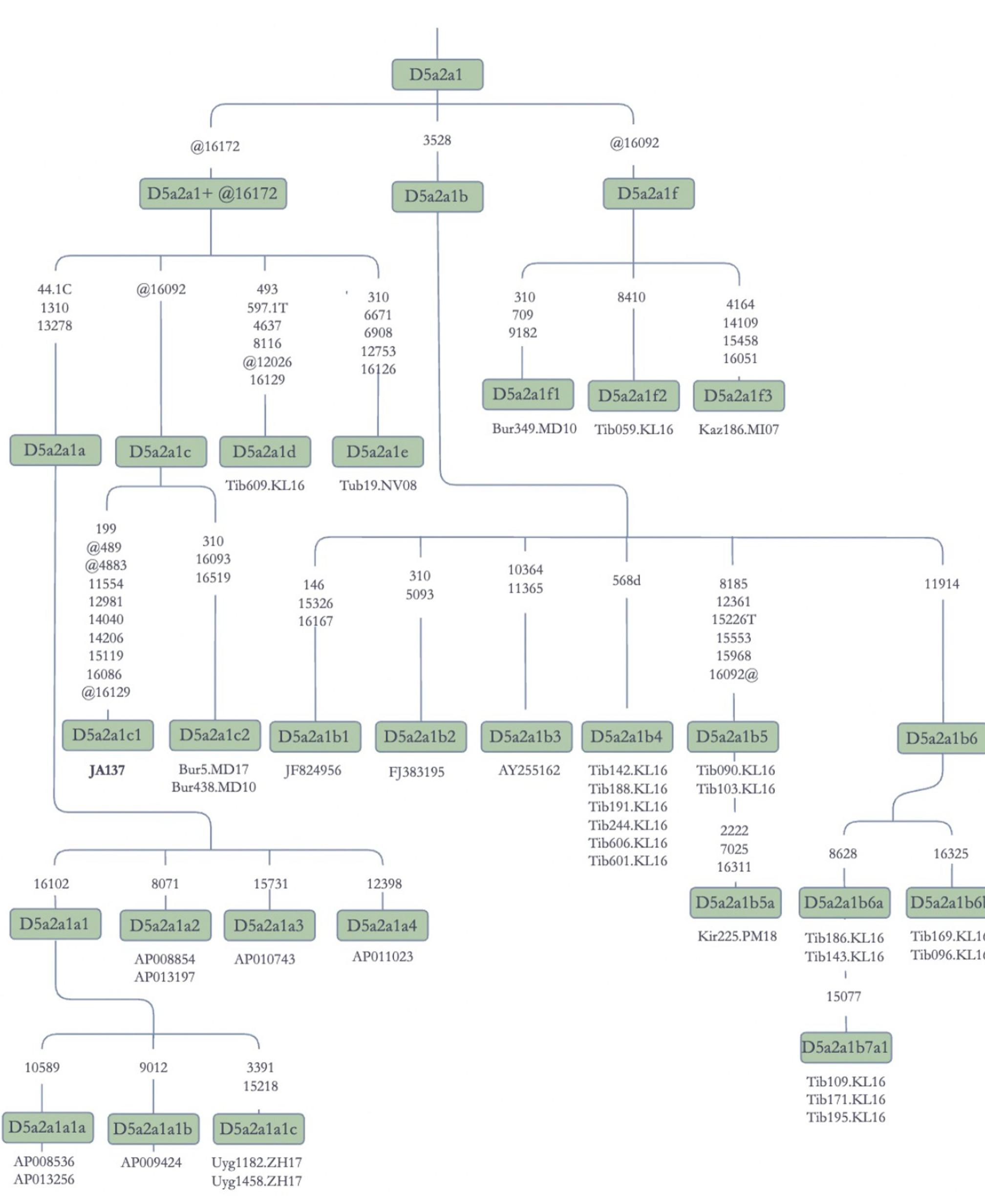 Schematic phylogenetic tree for the haplotype d5a2a1. note: