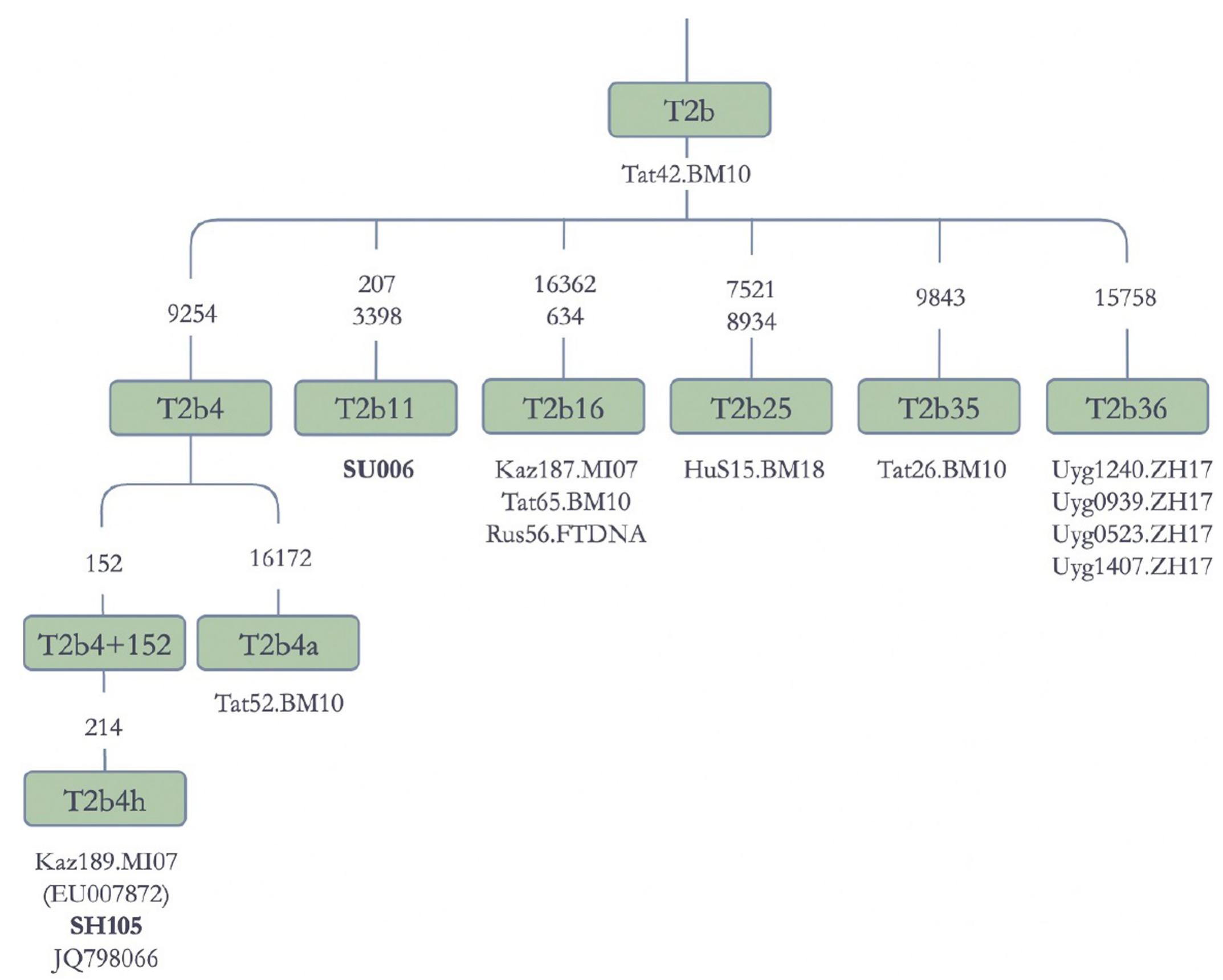 Schematic phylogenetic tree for the haplotype t2b. note:
