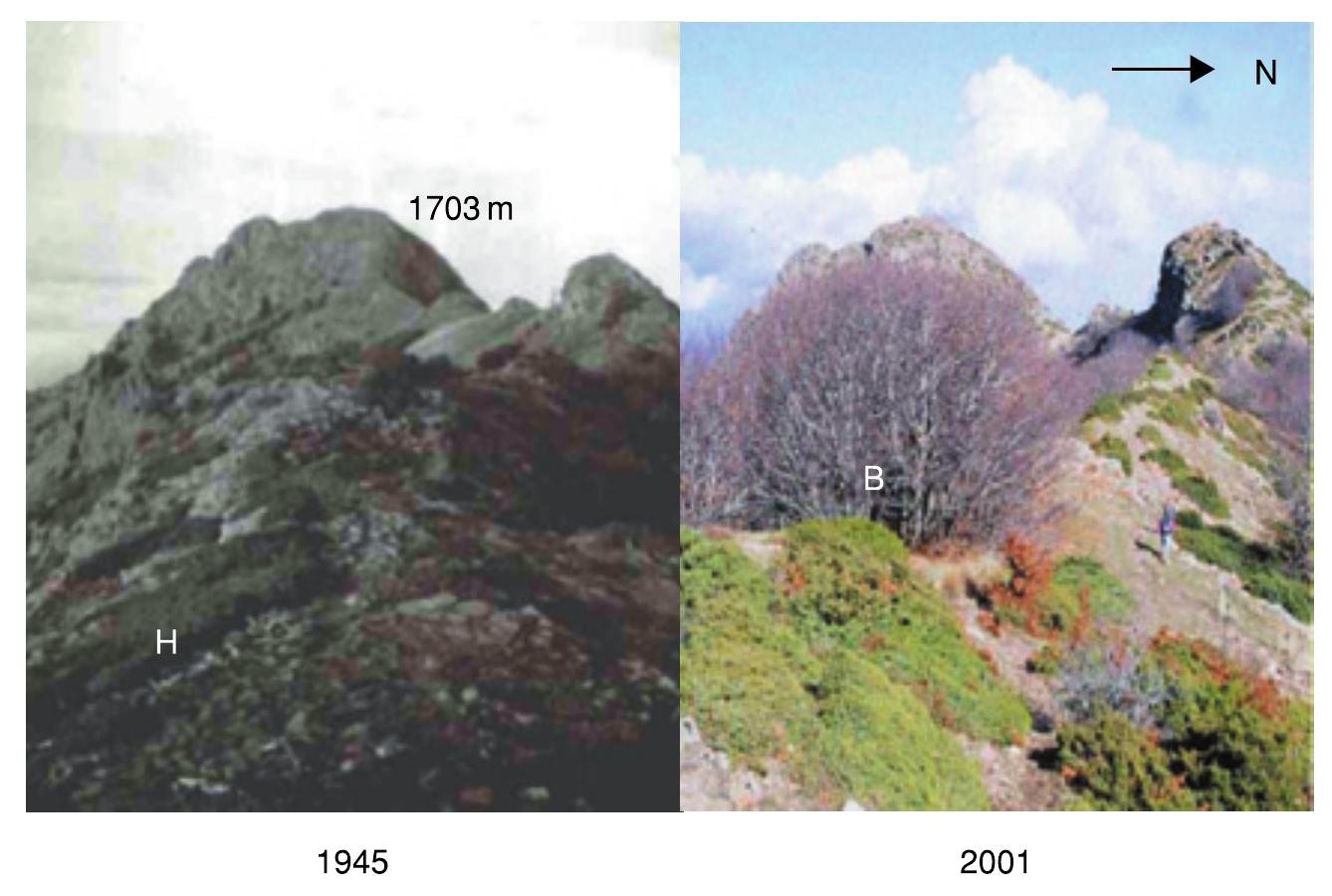 Beech upward shift (70 m) to the top of the mountains