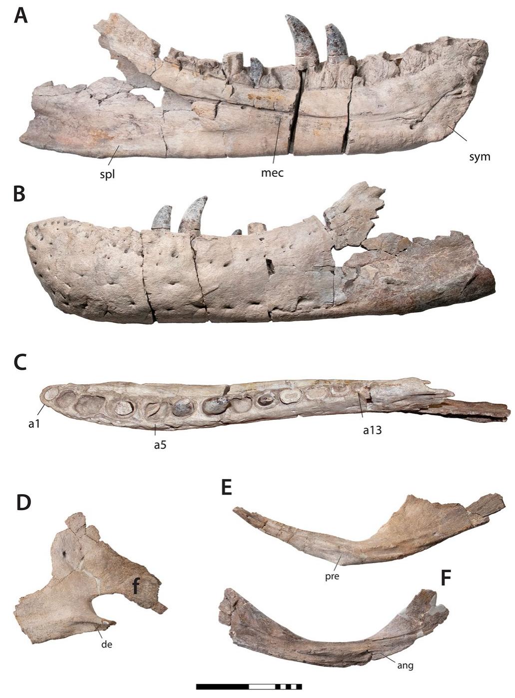 Mandibular elements of tyrannosaurus mcraeensis gen. et sp.