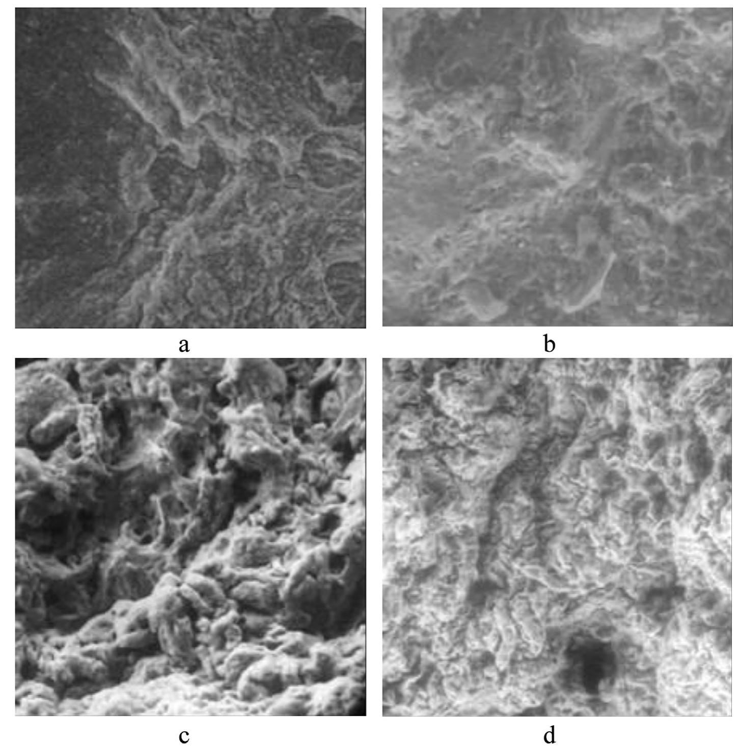 Esem photomicrographs of (a) lentil protein (lp) gel; (b)