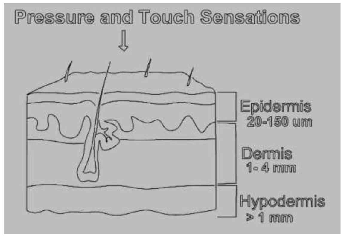 Furthermore, young’s modulus of skin is an important factor