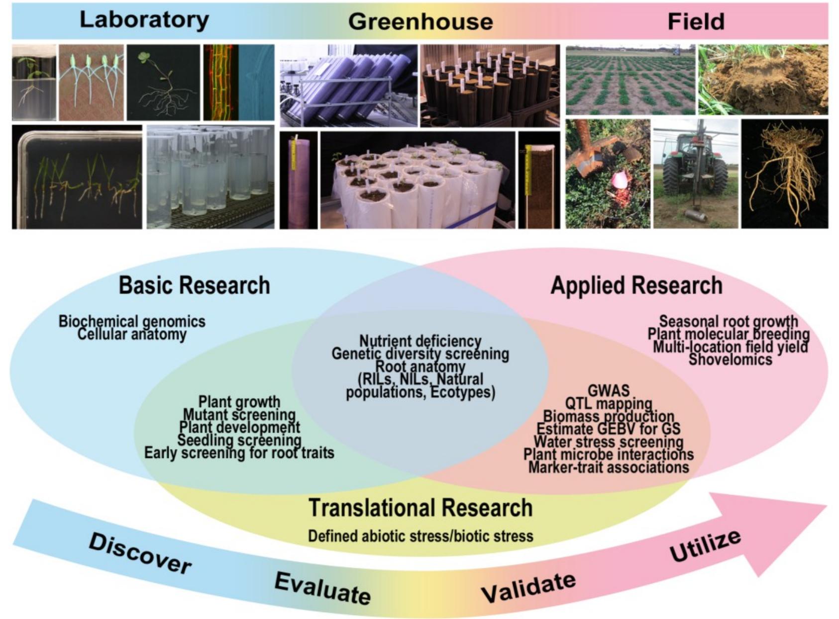 Anatomy (figure 2). the evaluation phase includes