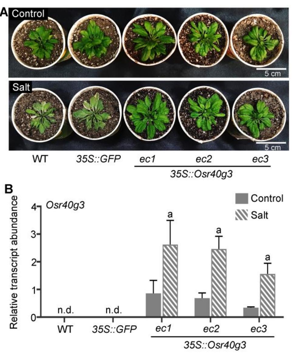 Response of transgenic arabidopsis lines ectopically