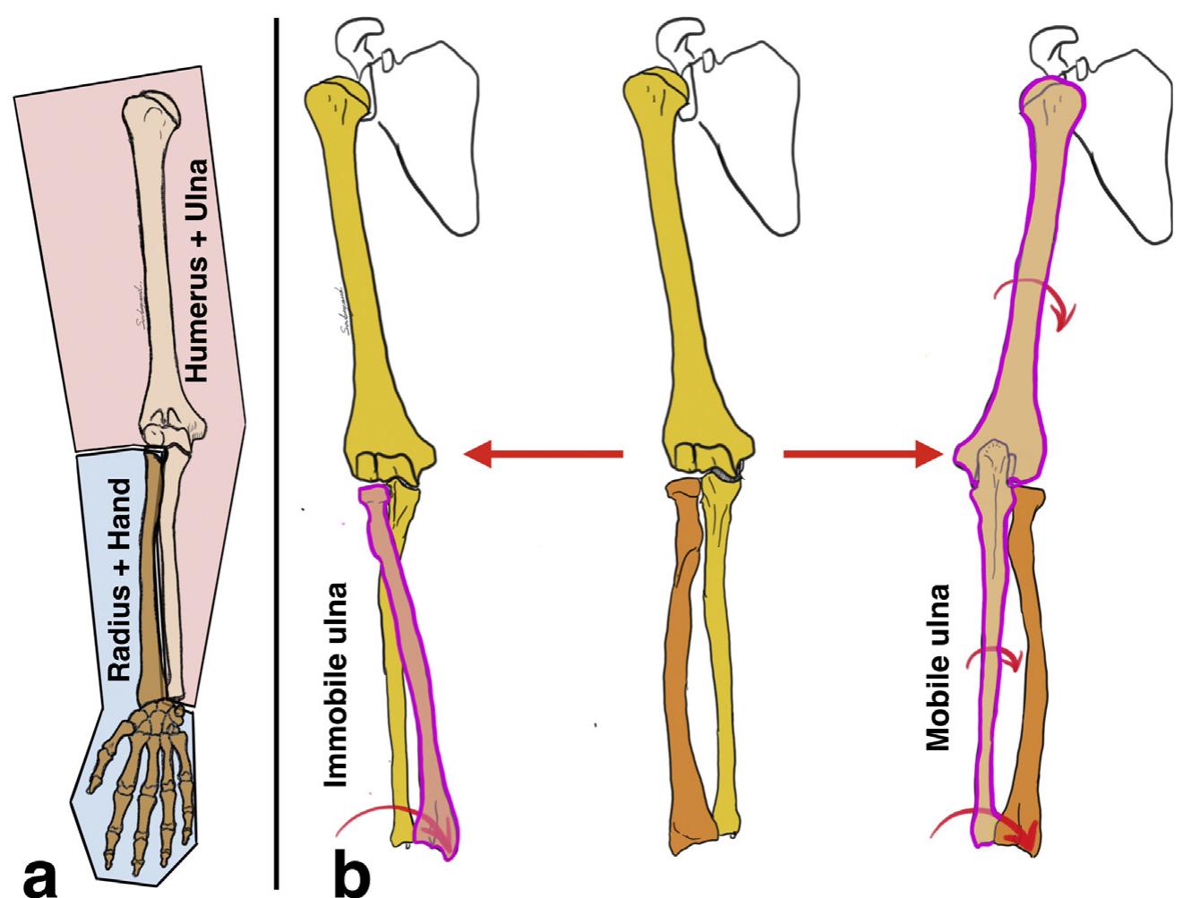(PDF) Pronation and supination of the hand: Anatomy and biomechanics