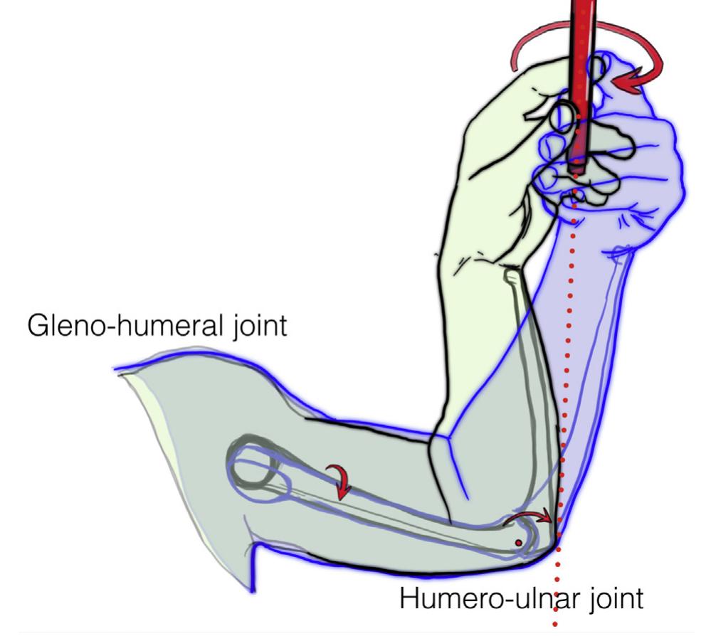 (PDF) Pronation and supination of the hand: Anatomy and biomechanics