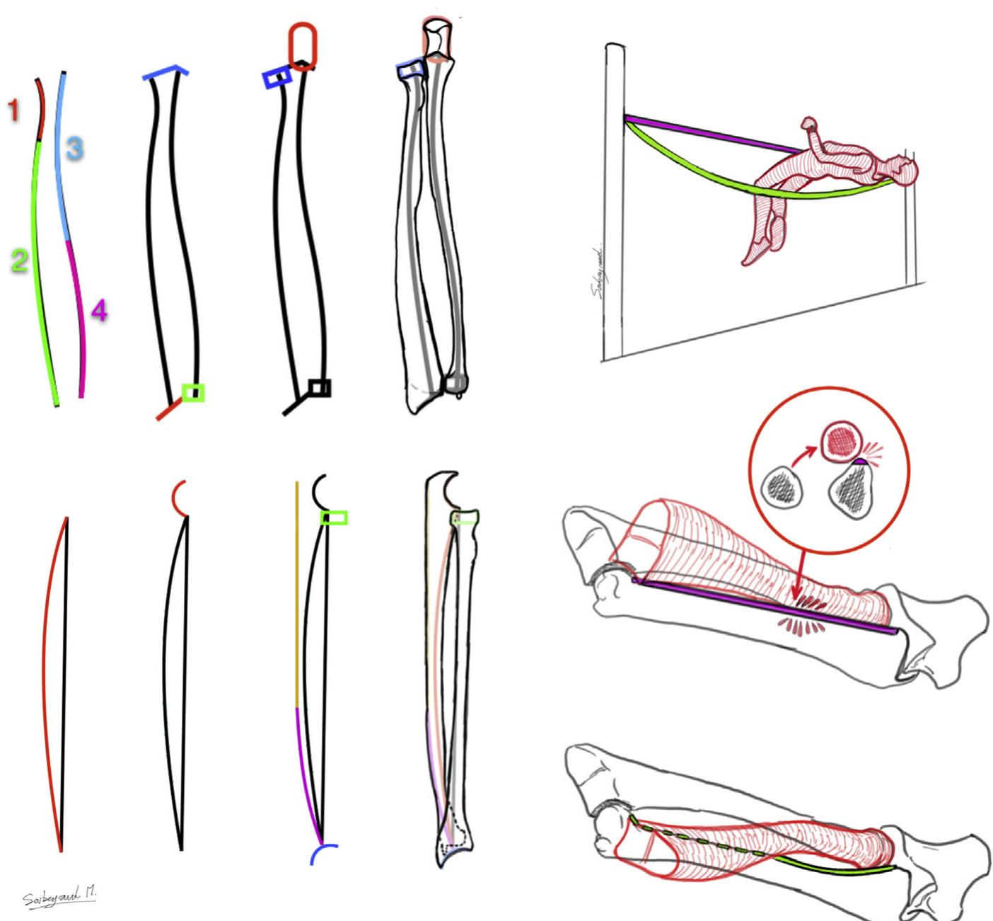 (PDF) Pronation and supination of the hand: Anatomy and biomechanics