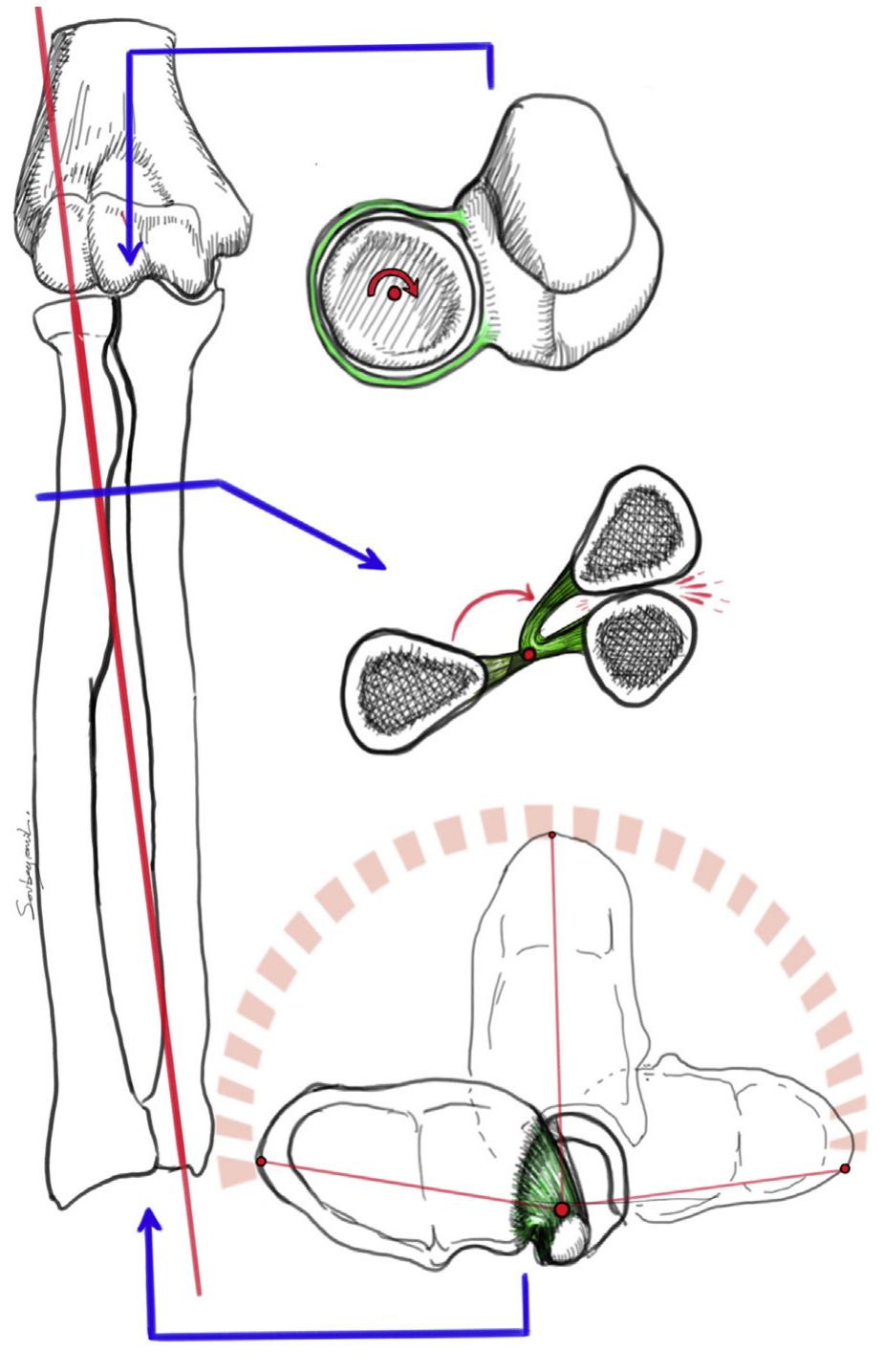 Figure 6 - Pronation and supination of the hand: Anatomy and