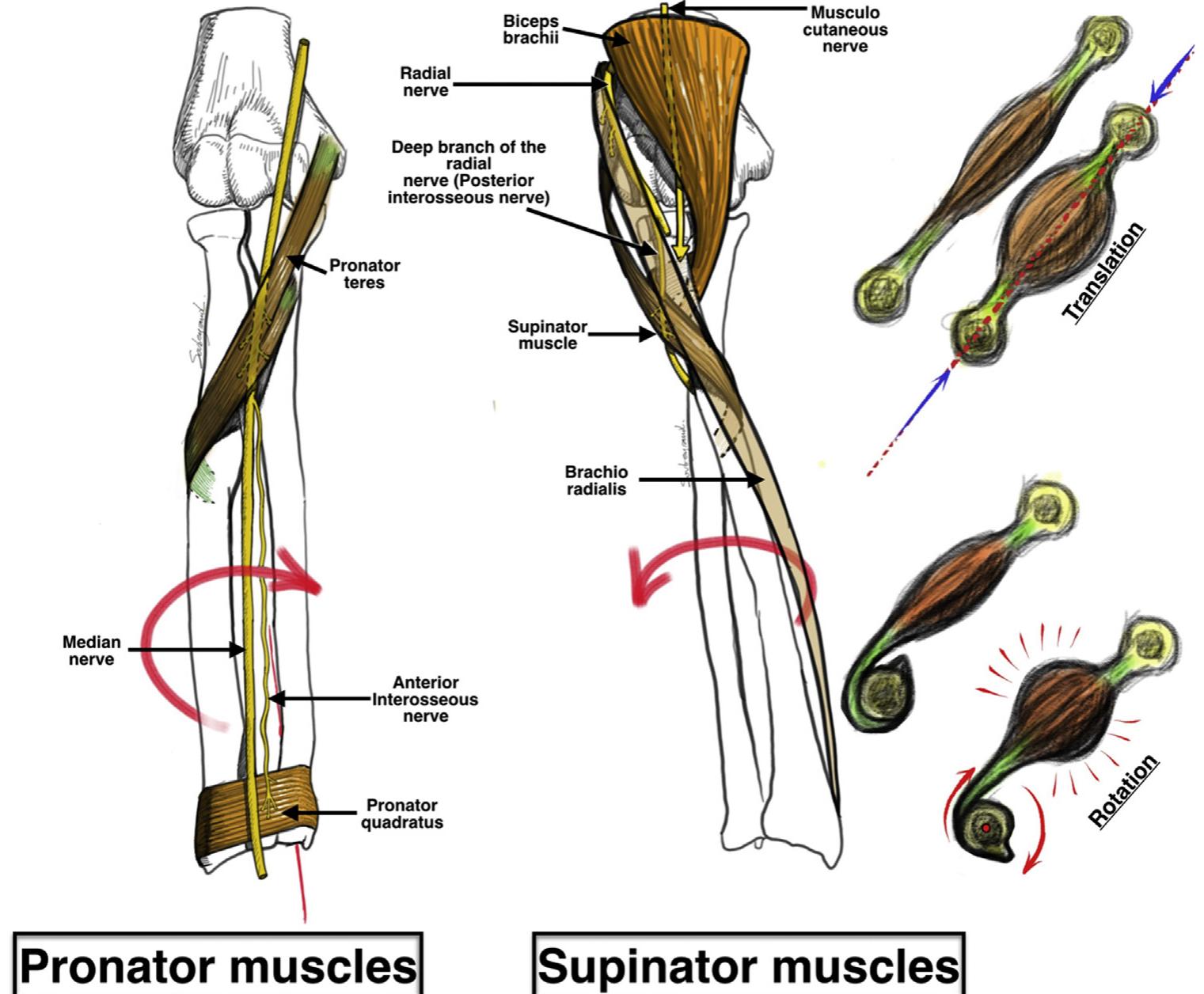 (PDF) Pronation and supination of the hand: Anatomy and biomechanics