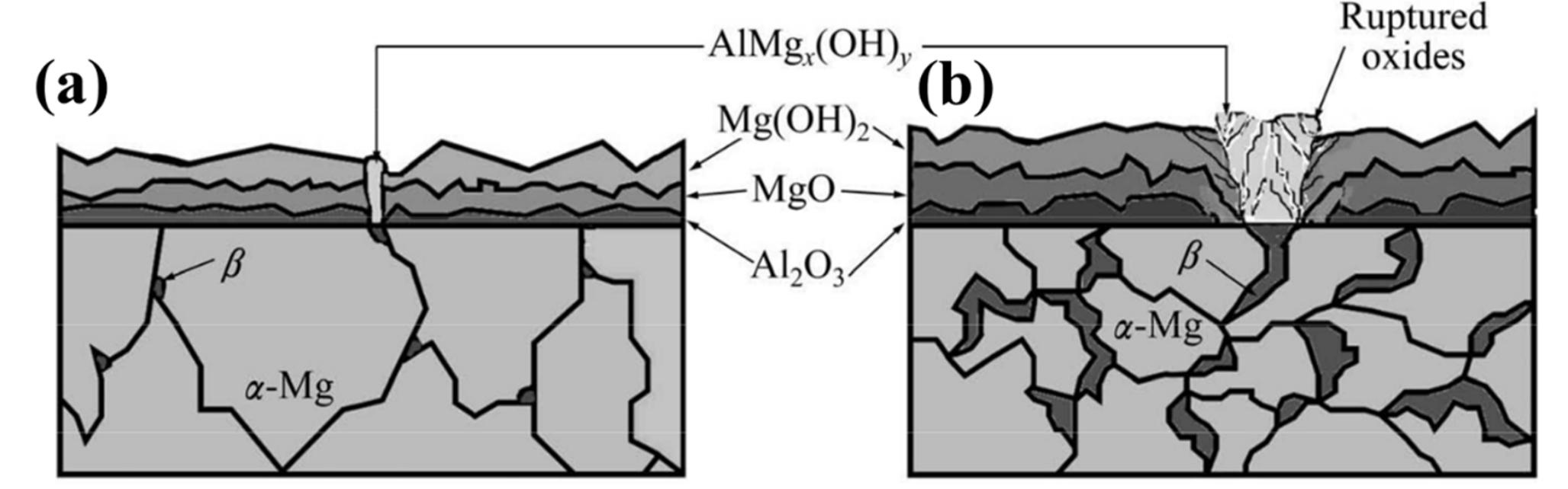 Schematic illustration corrosion mechanism on (a) az21 and